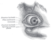 Eyelid Anatomy — Ophthalmology Review