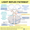 The Light Reflex Pathway — Ophthalmology Review