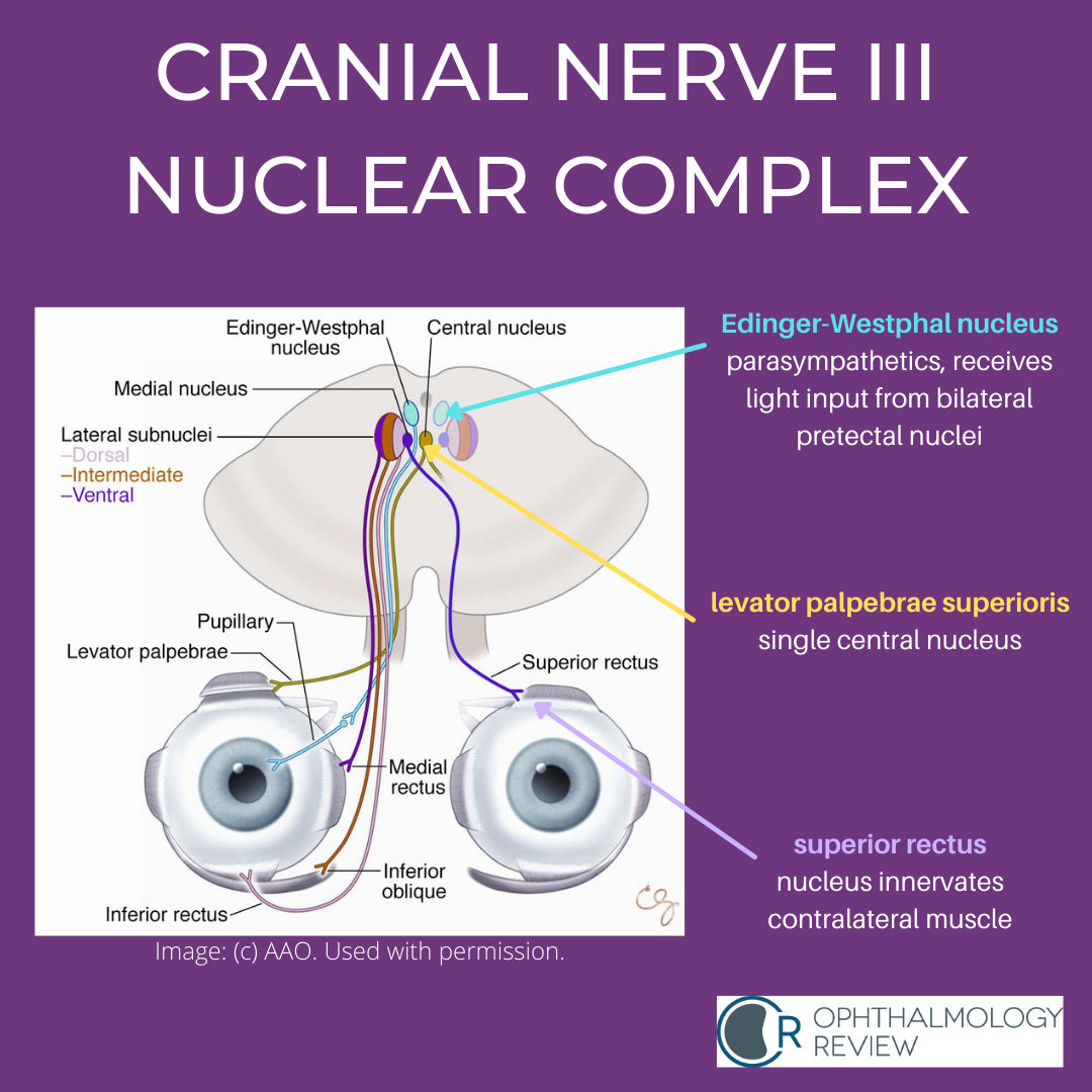 The CN3 Nuclear Complex — Ophthalmology Review