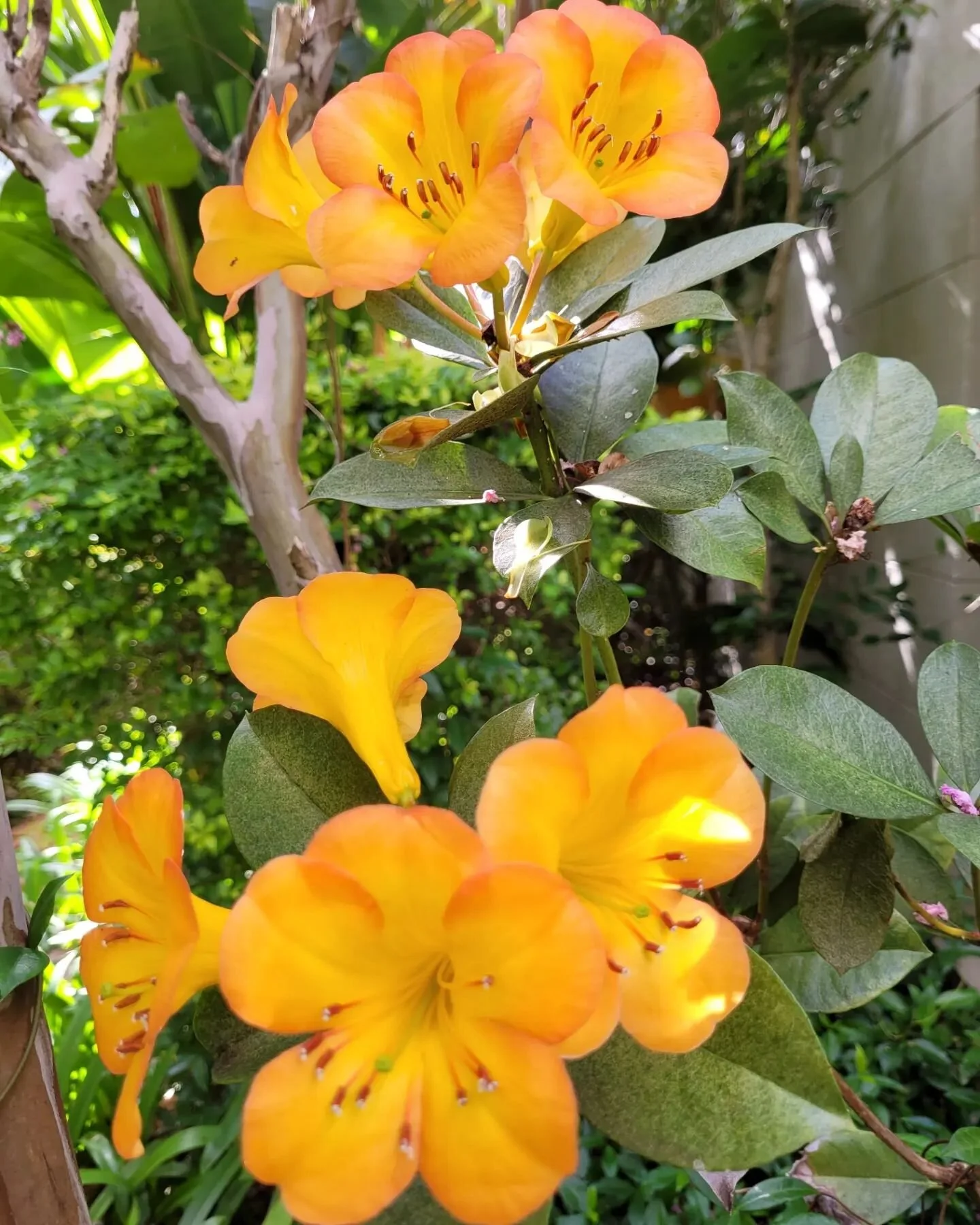 Strata Living Landscapes