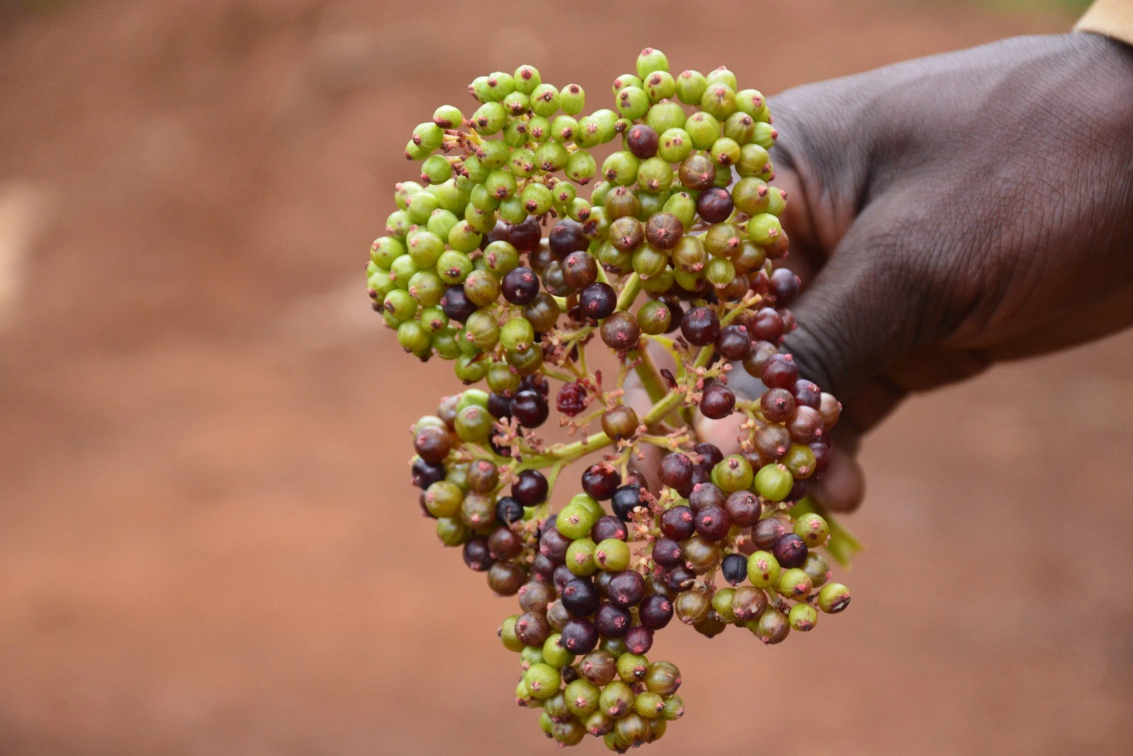 What we can learn from the Mosopisiek, an indigenous tribe on Mount ...