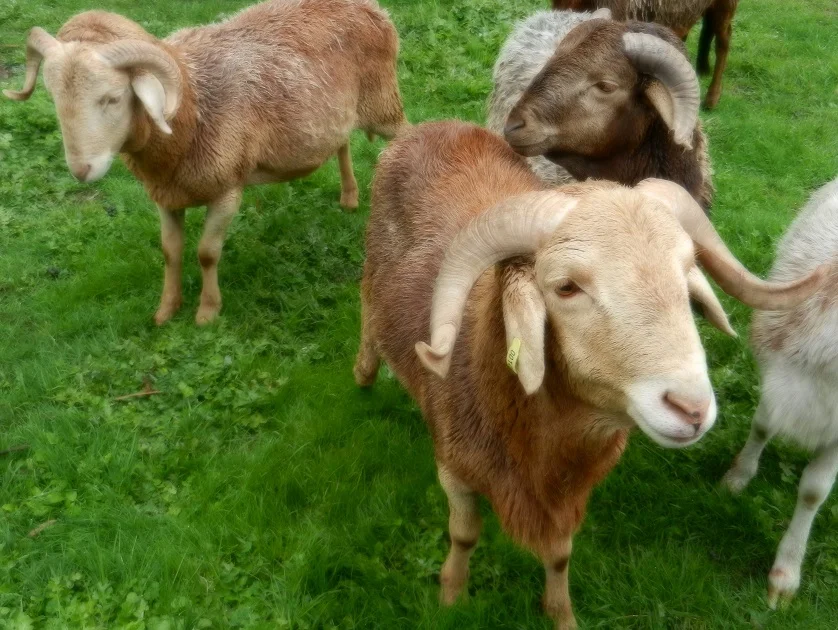 Damara Sheep