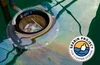 Smarter Cities ─ Cleaner Oceans ─ A Promise From The Seabin Project ...