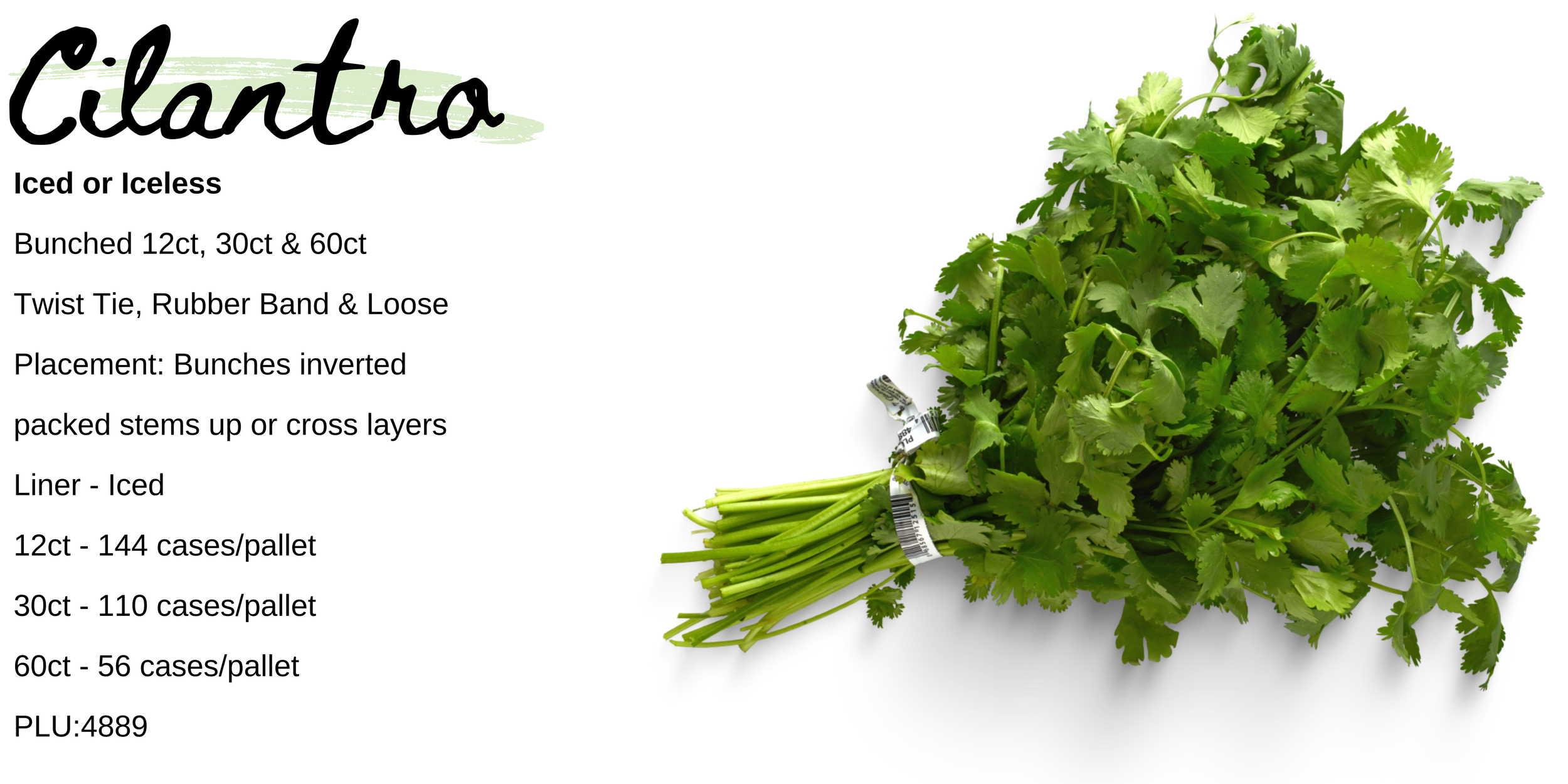 Cilantro — Avina Produce, Inc.
