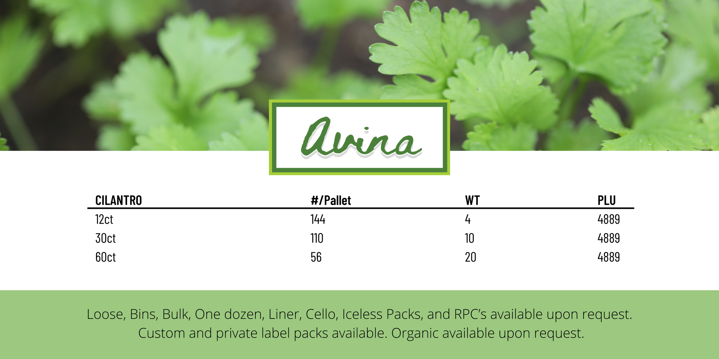 Cilantro — Avina Produce, Inc.
