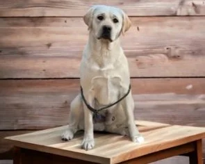 Started Labrador Retrievers — BENTLEY BROOK RETRIEVERS