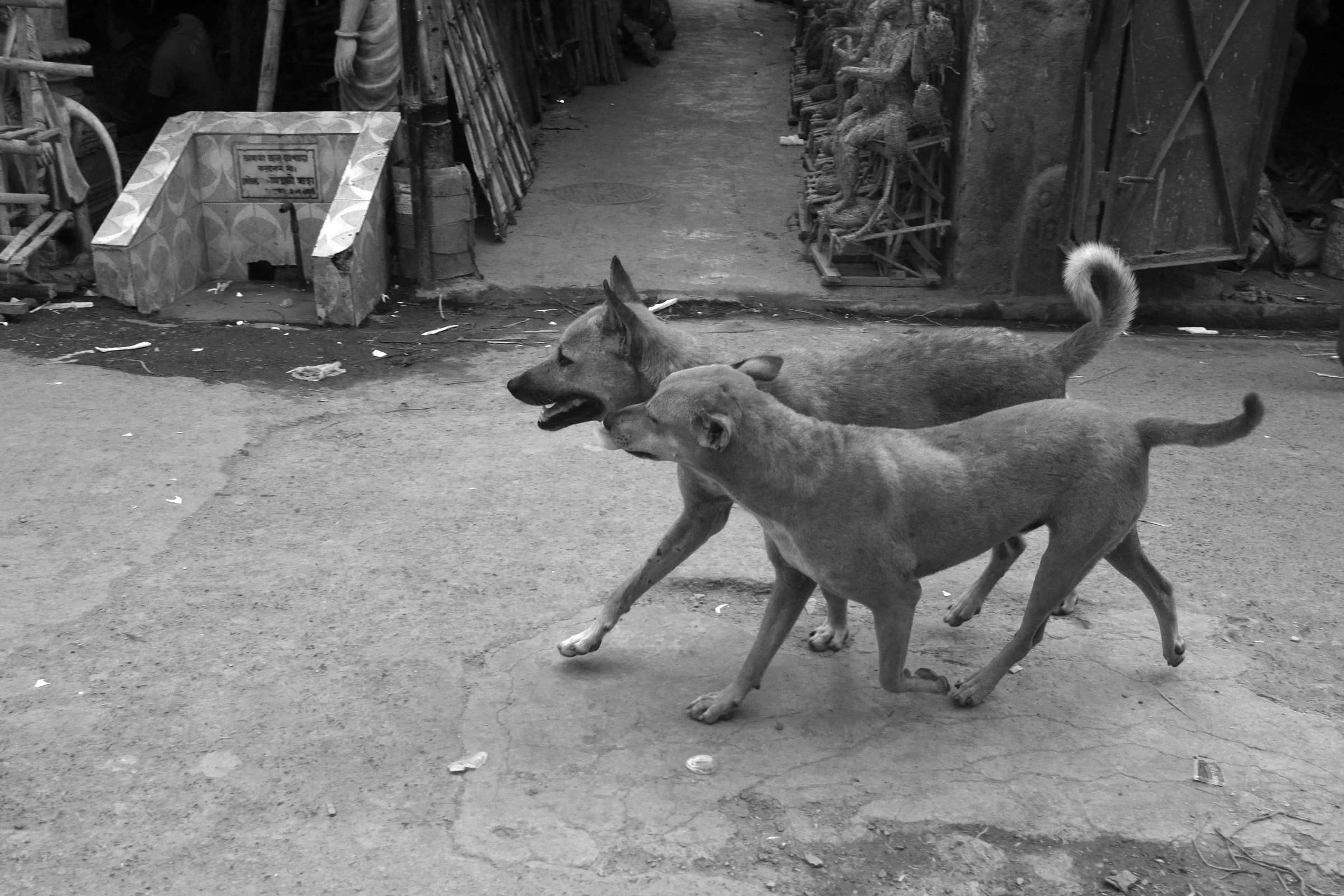 Street dogs by Rajib Singha — Progressive Street