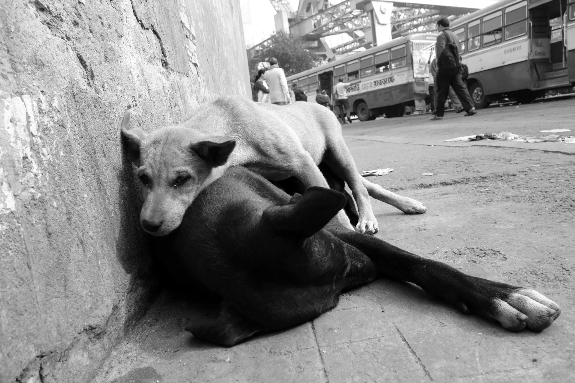 Street dogs by Rajib Singha — Progressive Street