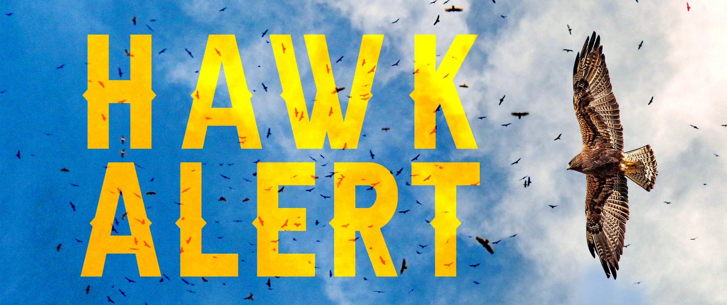 Swainson's Hawk Documentary — Path 88 Productions