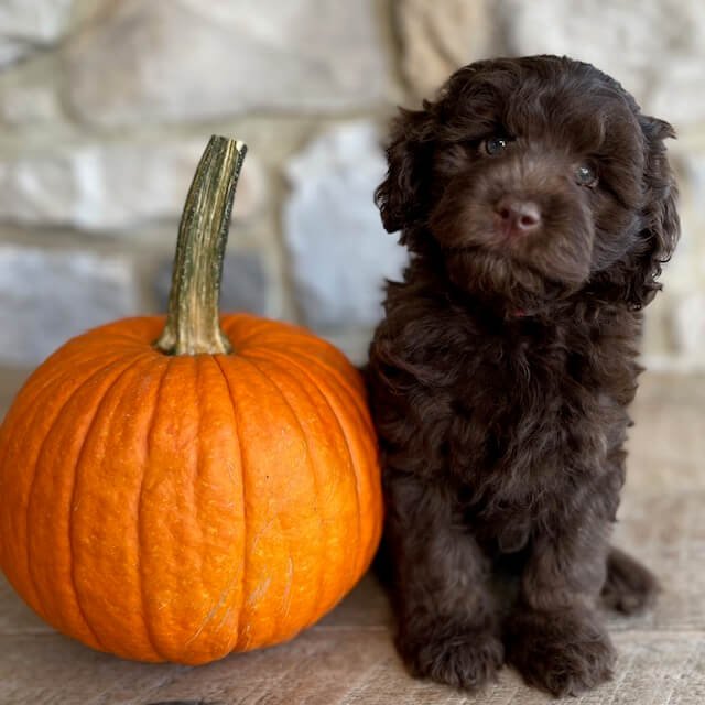 Standard Labradoodle Puppies