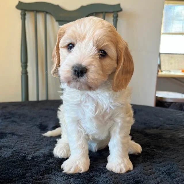 Cavadoodle Puppies — Gleneden : Virginia Labradoodles