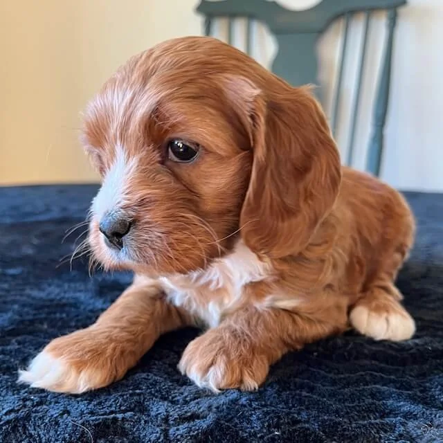 Cavadoodle Puppies — Gleneden : Virginia Labradoodles