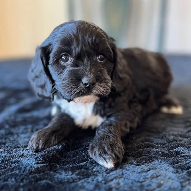 Cavadoodle Puppies — Gleneden : Virginia Labradoodles