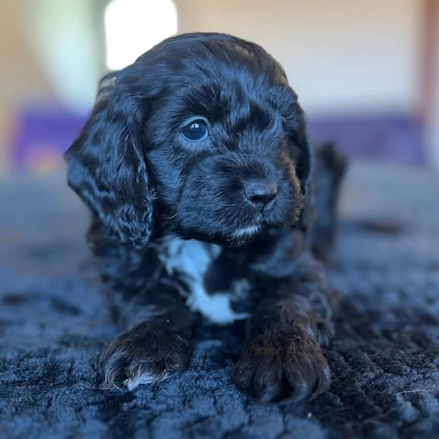 Cavadoodle Puppies — Gleneden : Virginia Labradoodles