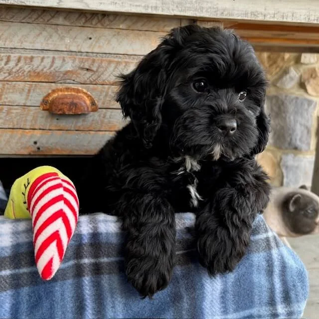 Labradoodle & Hypoallergenic Puppies for Sale | Gleneden Labradoodles ...