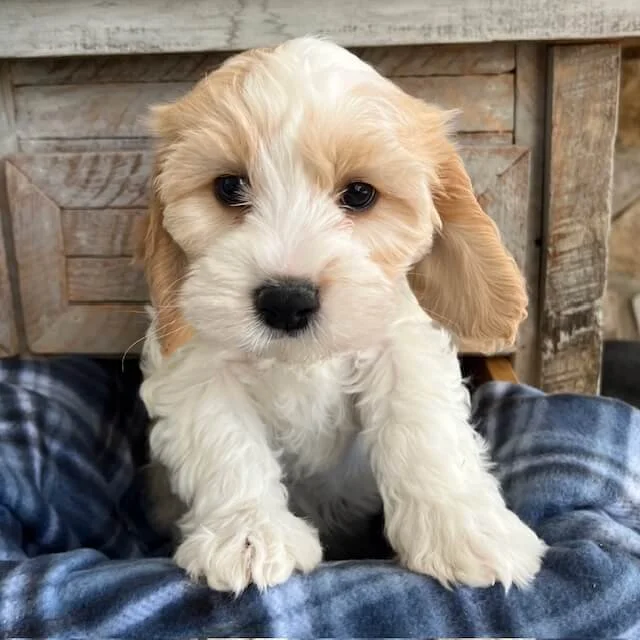 Labradoodle & Hypoallergenic Puppies for Sale | Gleneden Labradoodles ...