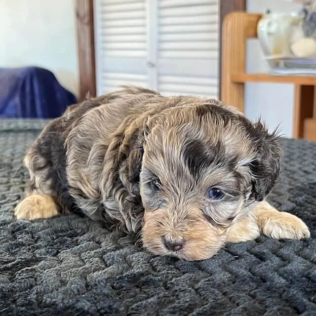 Labradoodle & Hypoallergenic Puppies for Sale | Gleneden Labradoodles ...