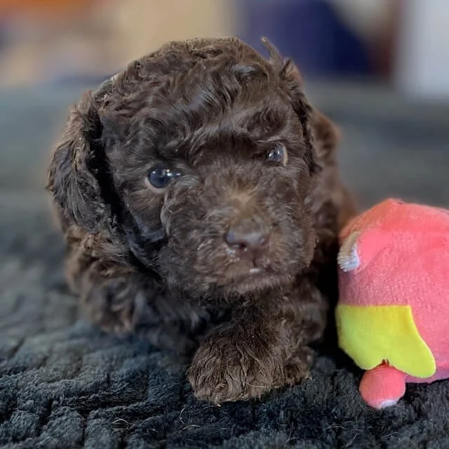Labradoodle & Hypoallergenic Puppies for Sale | Gleneden Labradoodles ...