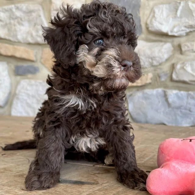 Labradoodle & Hypoallergenic Puppies for Sale | Gleneden Labradoodles ...