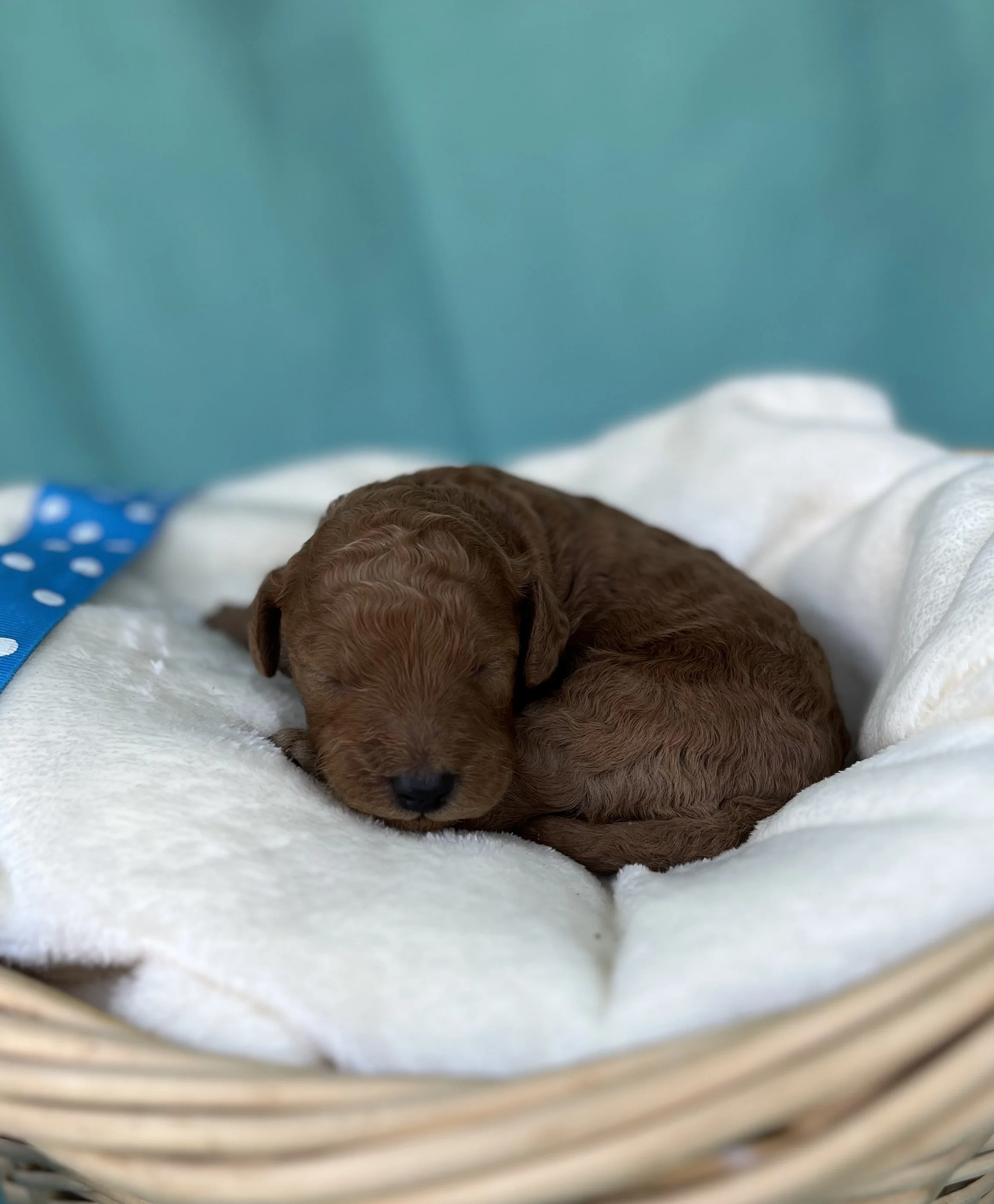 Labradoodle & Hypoallergenic Puppies for Sale | Gleneden Labradoodles ...