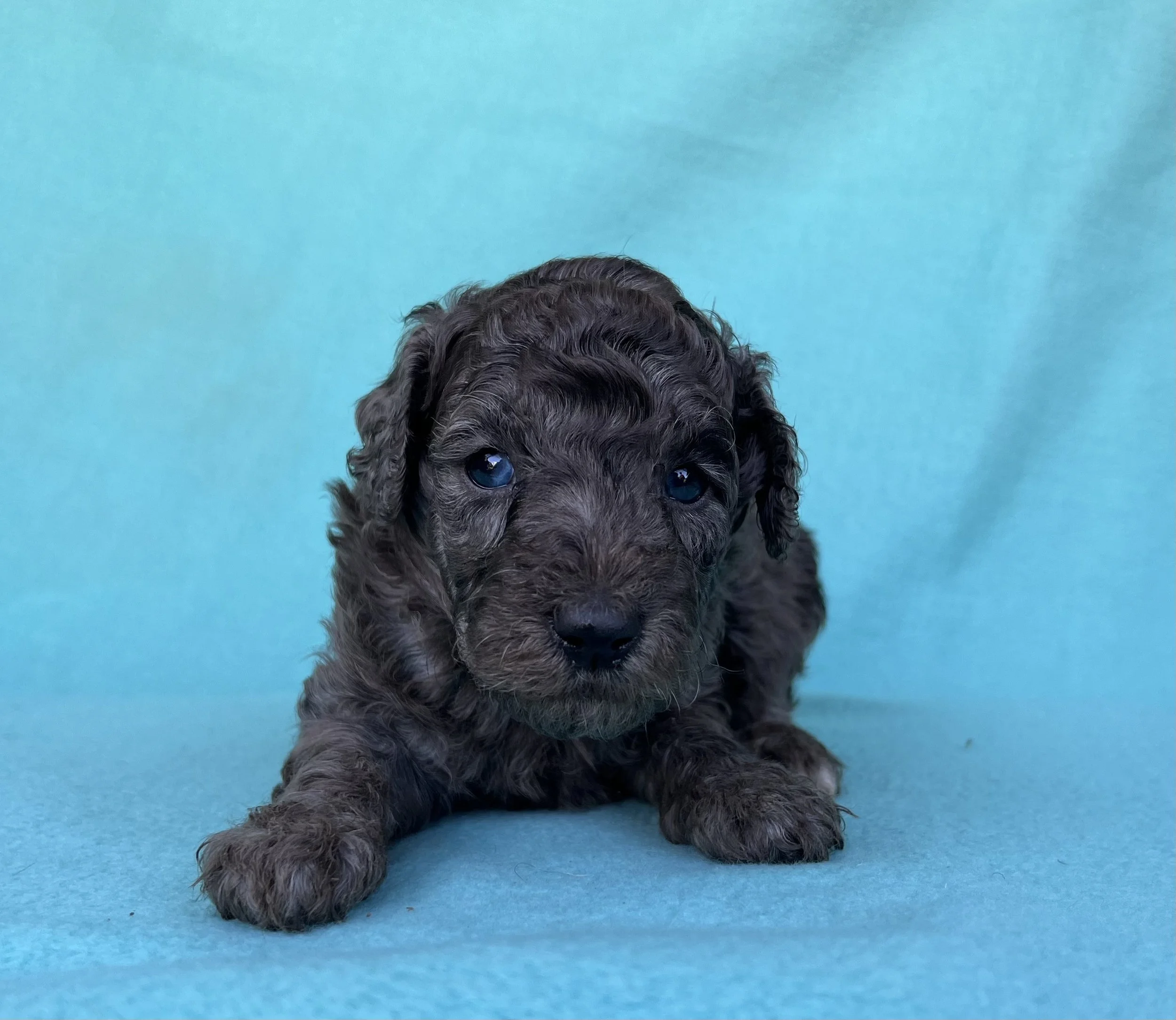 Labradoodle & Hypoallergenic Puppies for Sale | Gleneden Labradoodles ...