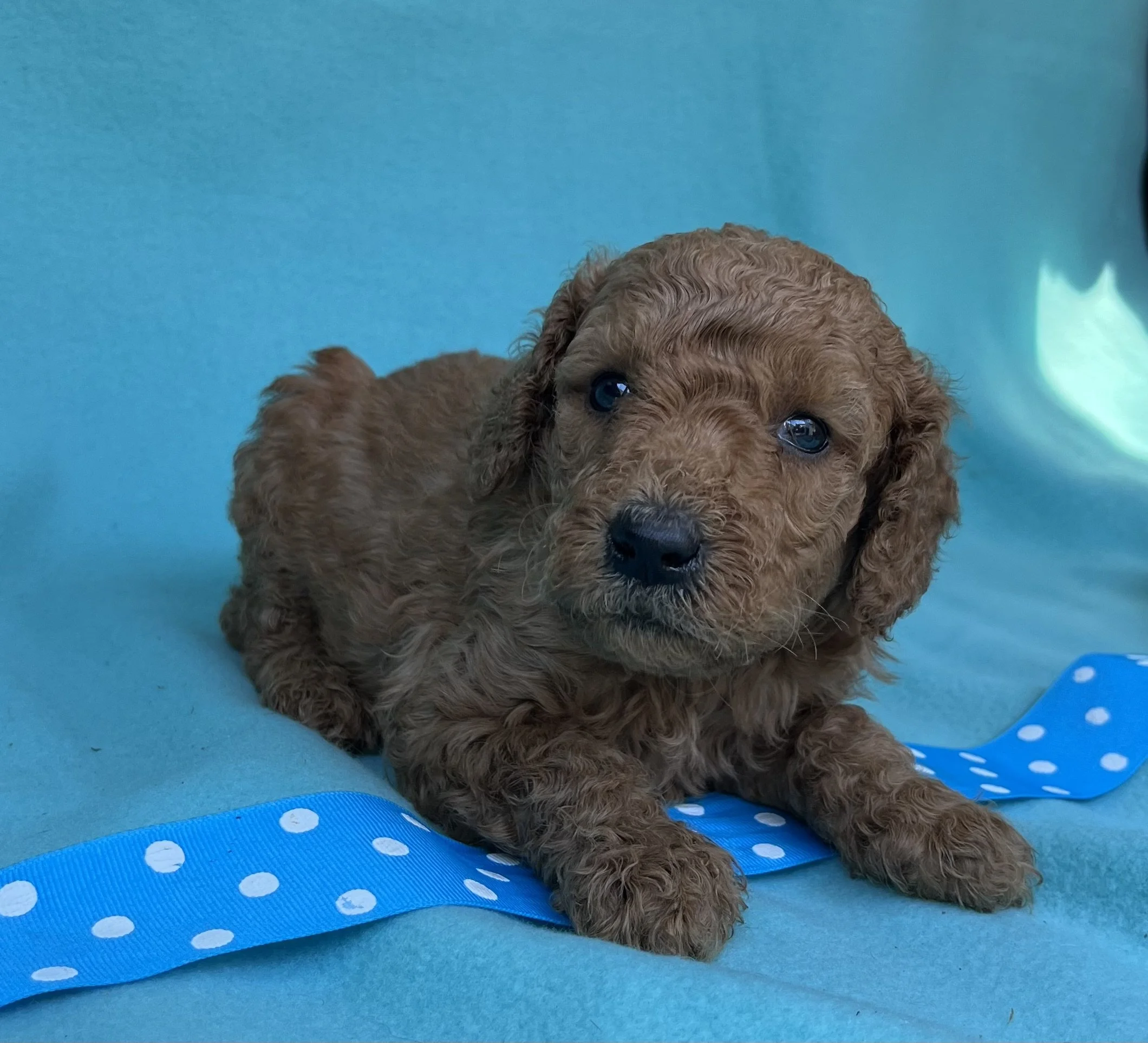 Labradoodle & Hypoallergenic Puppies for Sale | Gleneden Labradoodles ...