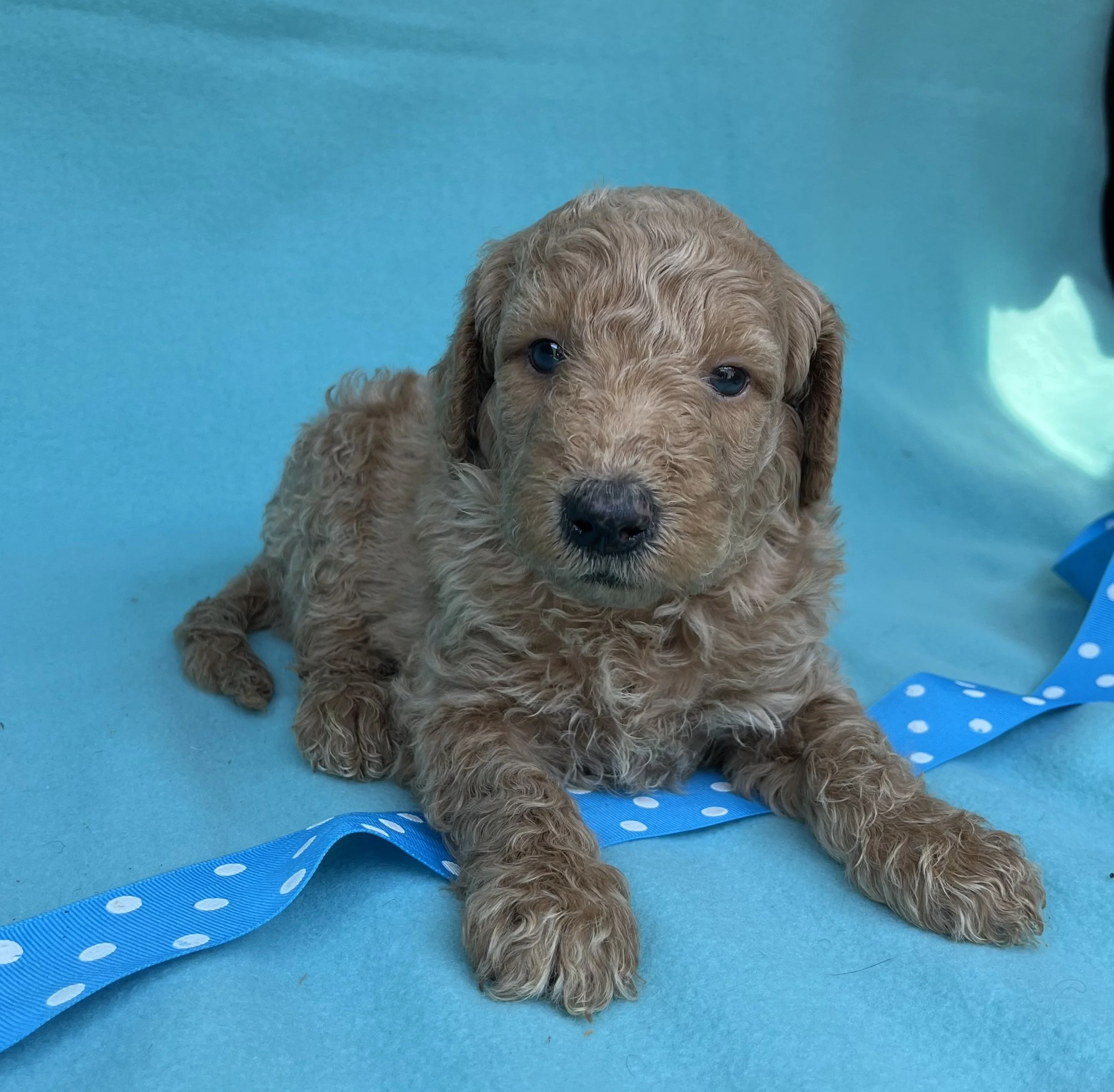 Labradoodle & Hypoallergenic Puppies for Sale | Gleneden Labradoodles ...