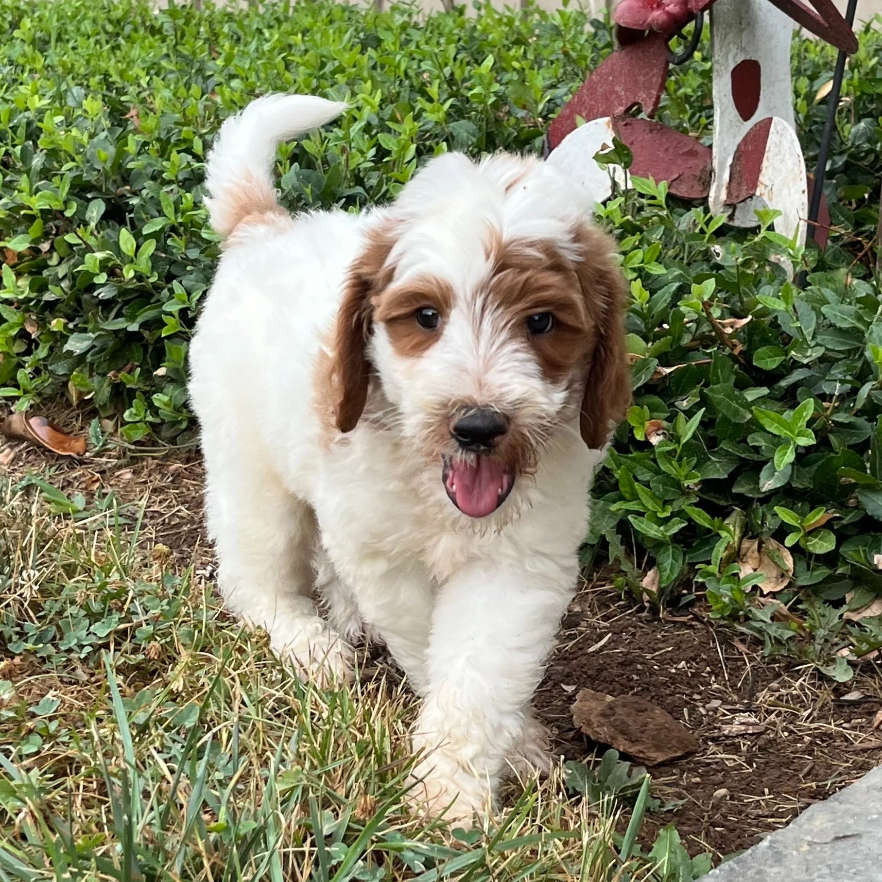 Labradoodle & Hypoallergenic Puppies for Sale | Gleneden Labradoodles ...