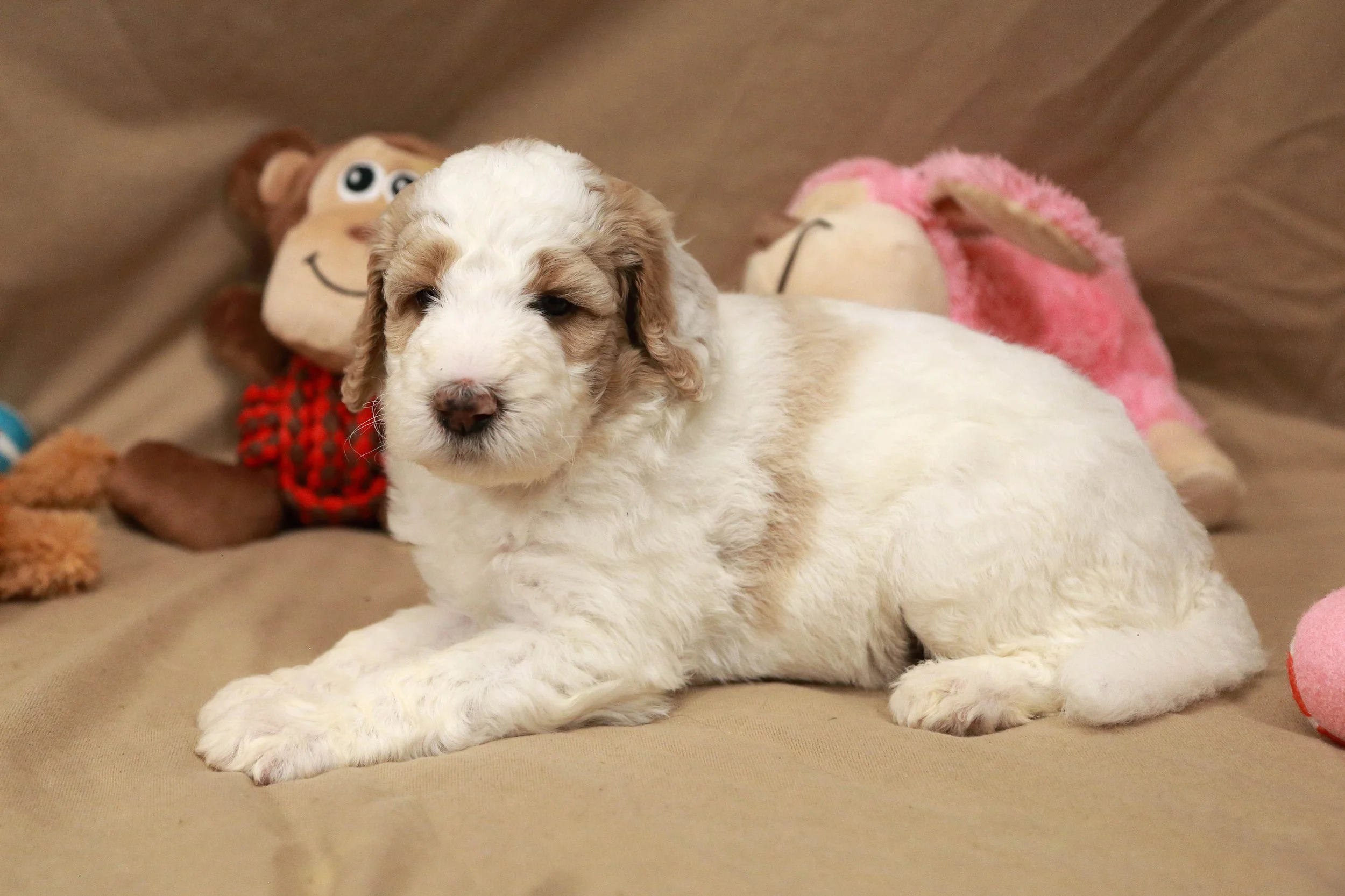 Labradoodle & Hypoallergenic Puppies for Sale | Gleneden Labradoodles ...