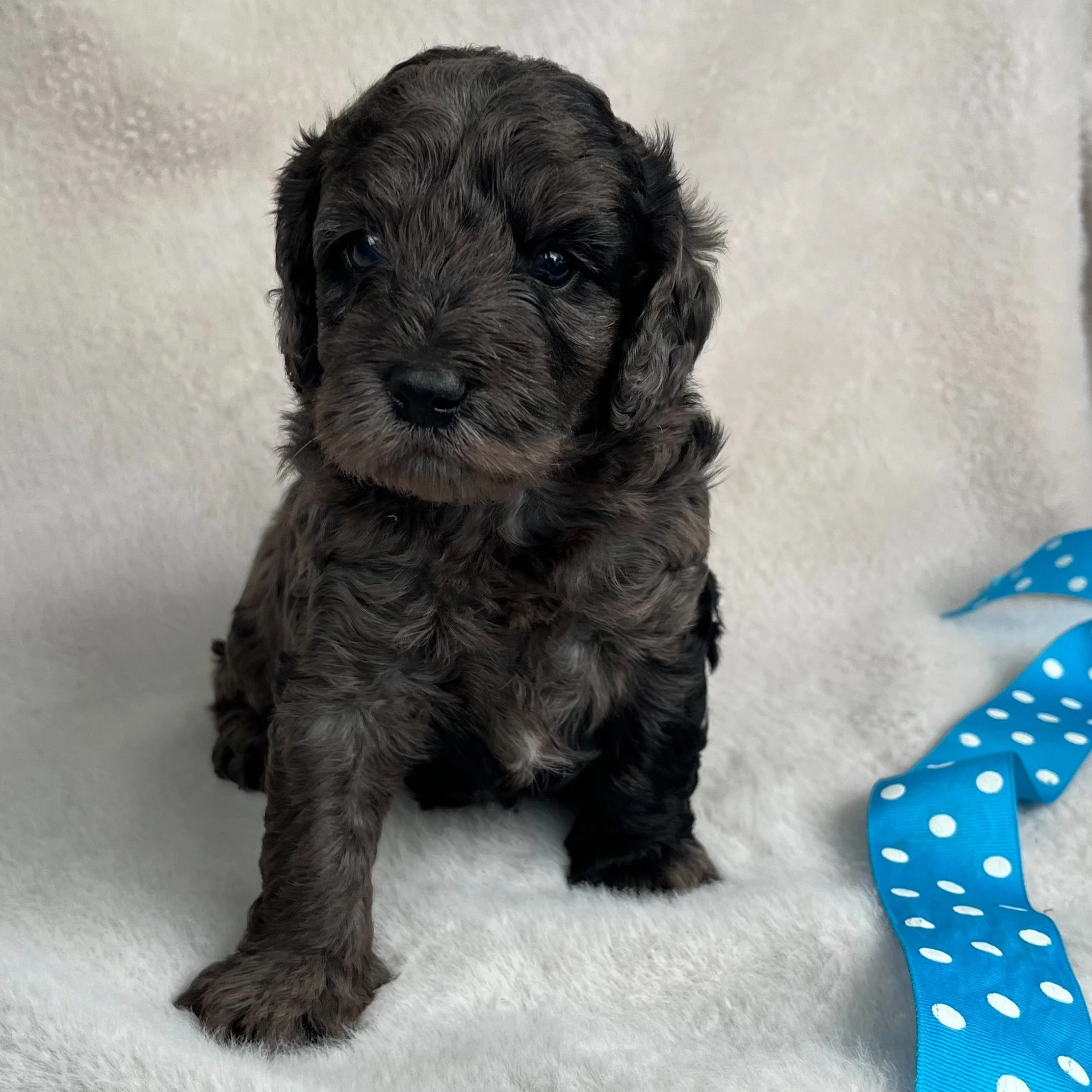 Labradoodle & Hypoallergenic Puppies for Sale | Gleneden Labradoodles ...