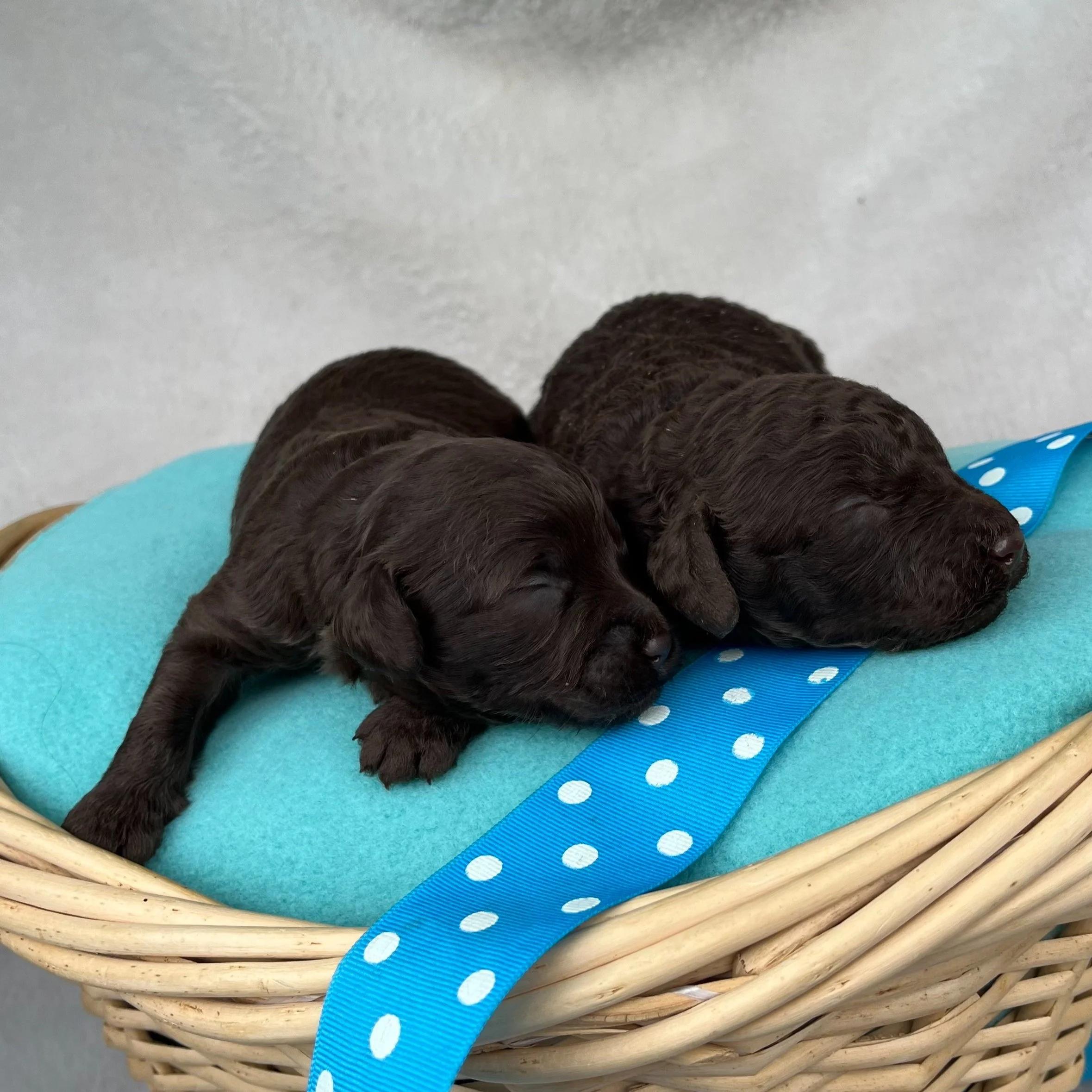Labradoodle & Hypoallergenic Puppies for Sale | Gleneden Labradoodles ...