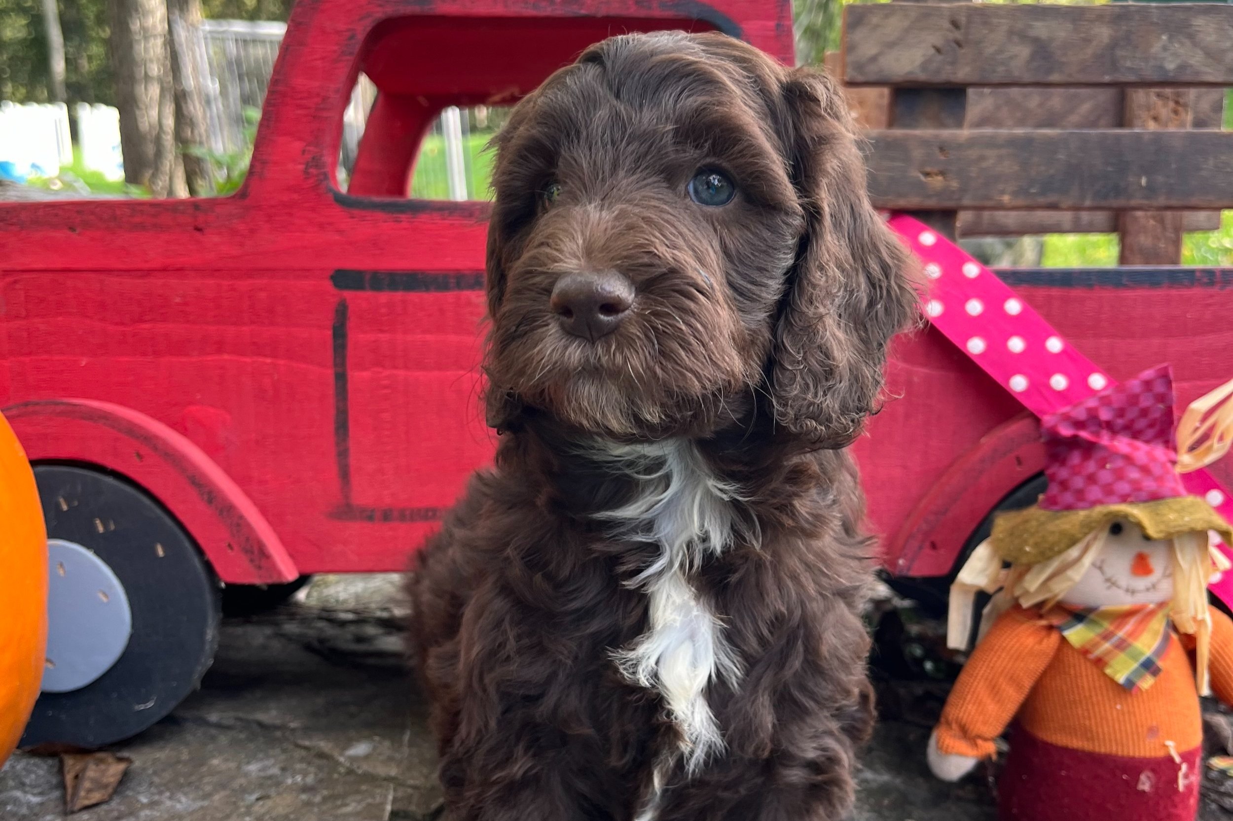 Labradoodle & Hypoallergenic Puppies for Sale | Gleneden Labradoodles ...