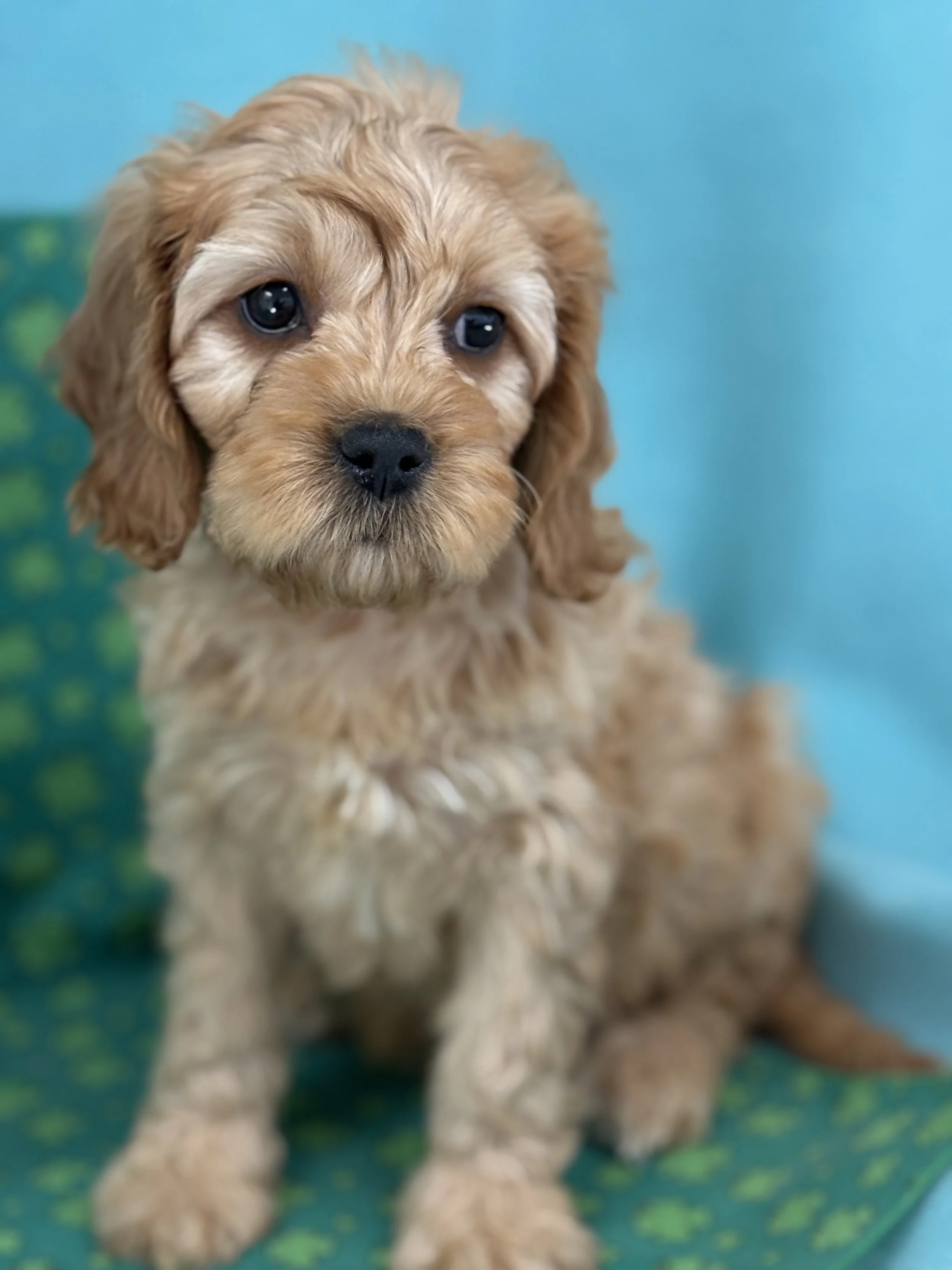 Cavadoodle Puppies | Gleneden Virginia Labradoodles