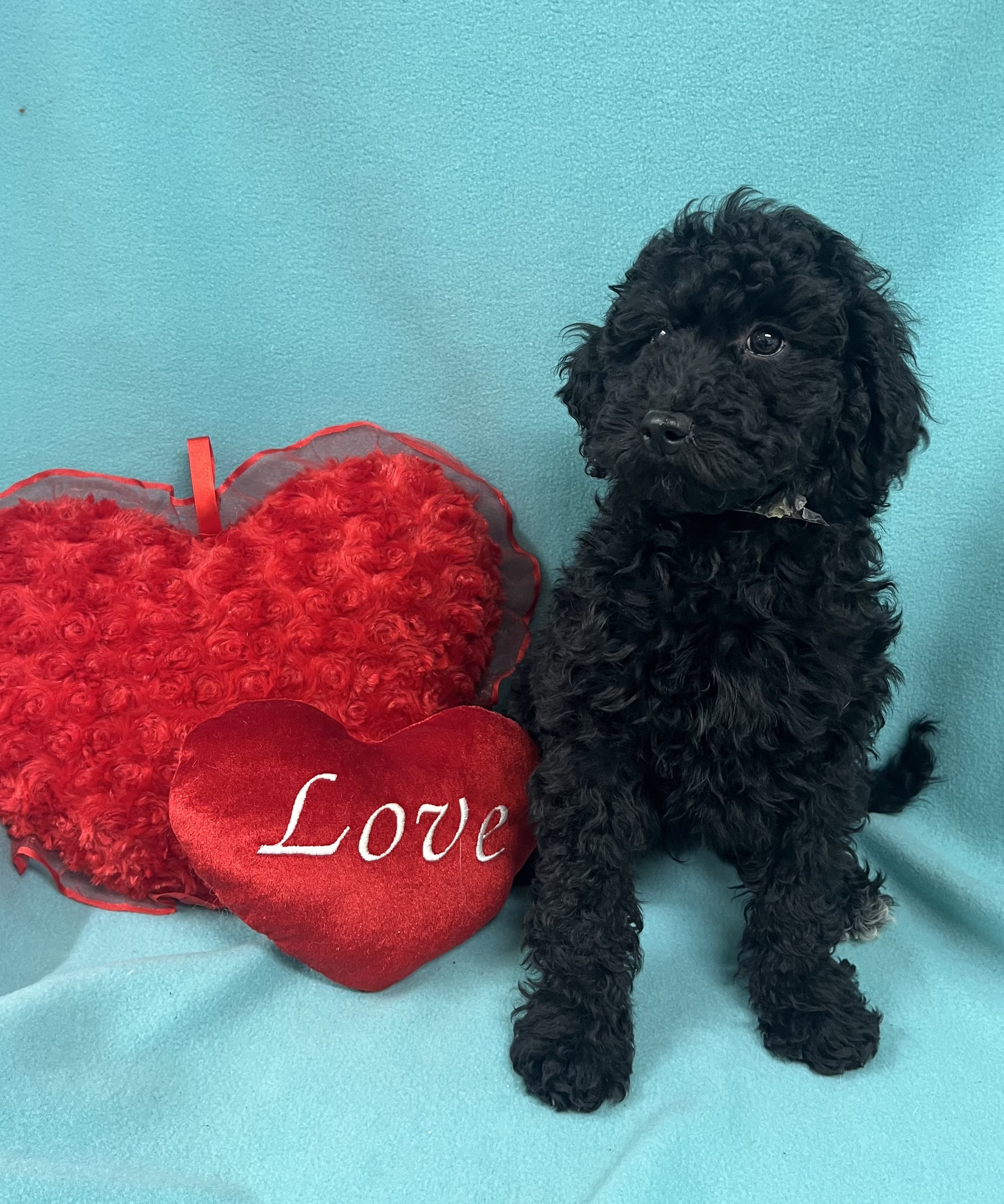 Labradoodle & Hypoallergenic Puppies for Sale | Gleneden Virginia ...