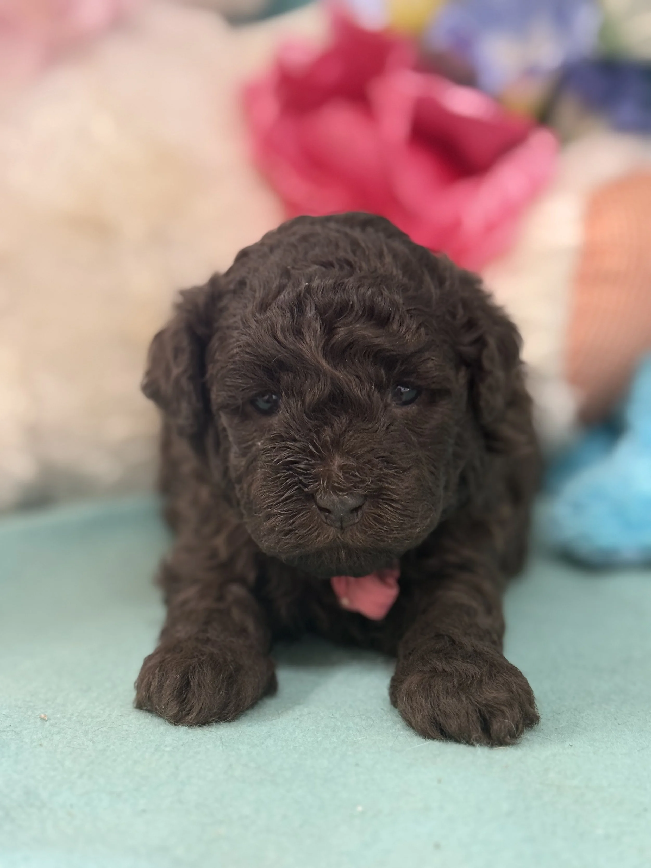 Labradoodle & Hypoallergenic Puppies for Sale | Gleneden Virginia ...