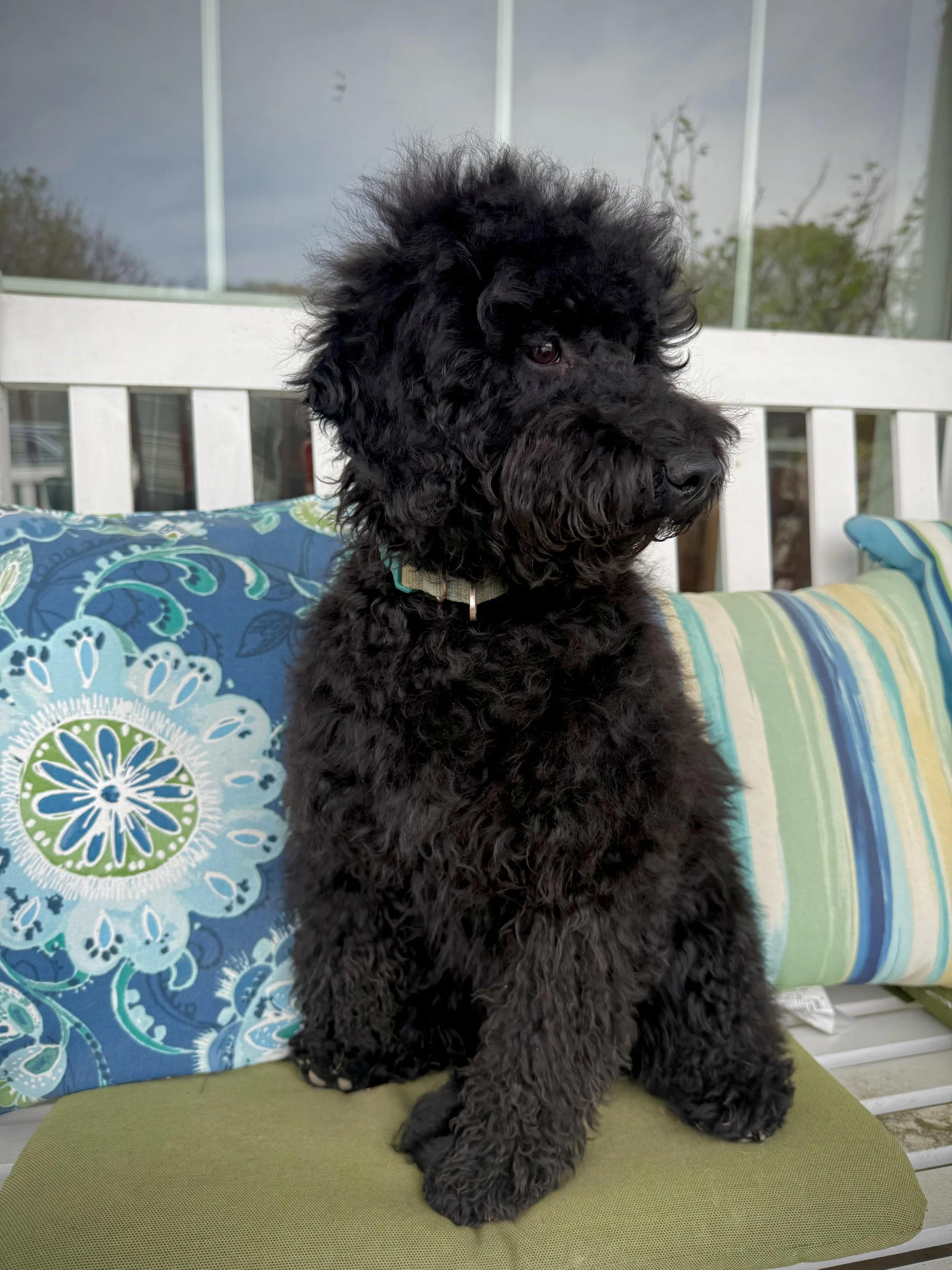 Labradoodle & Hypoallergenic Puppies for Sale | Gleneden Virginia ...