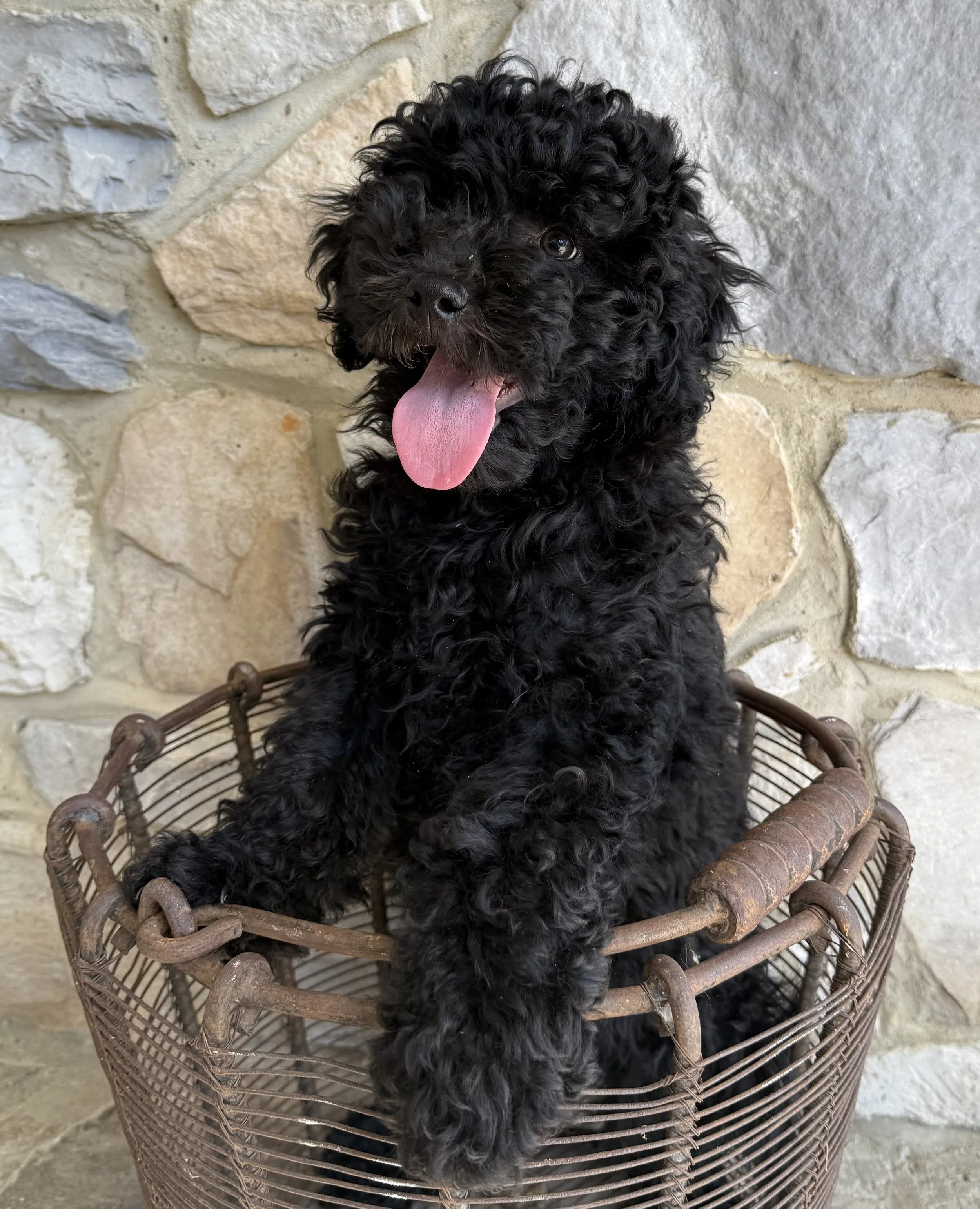 Labradoodle & Hypoallergenic Puppies for Sale | Gleneden Virginia ...