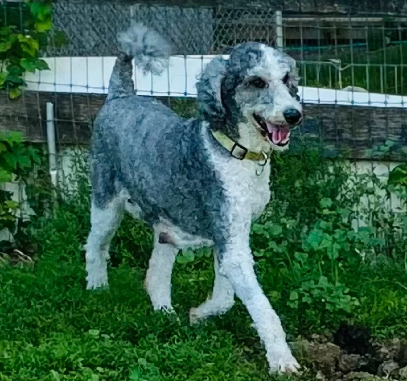 Labradoodle & Hypoallergenic Puppies for Sale | Gleneden Virginia ...