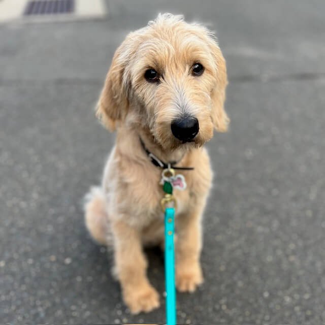 Labradoodle Breeder Reviews & Updates | Gleneden Virginia Labradoodles