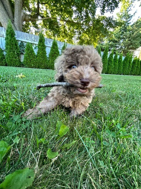 Labradoodle Breeder Reviews & Updates | Gleneden Virginia Labradoodles