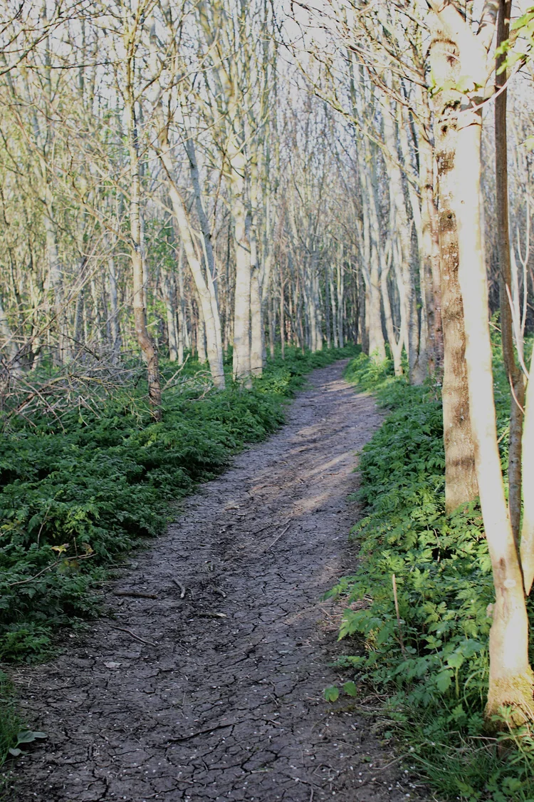 English Walks--Bedford Park to Clapham — Mary O Photography