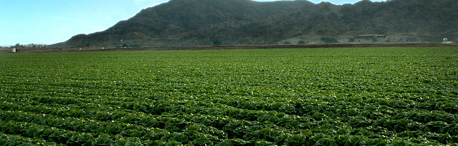 Our Growing Regions — Pacific International Marketing