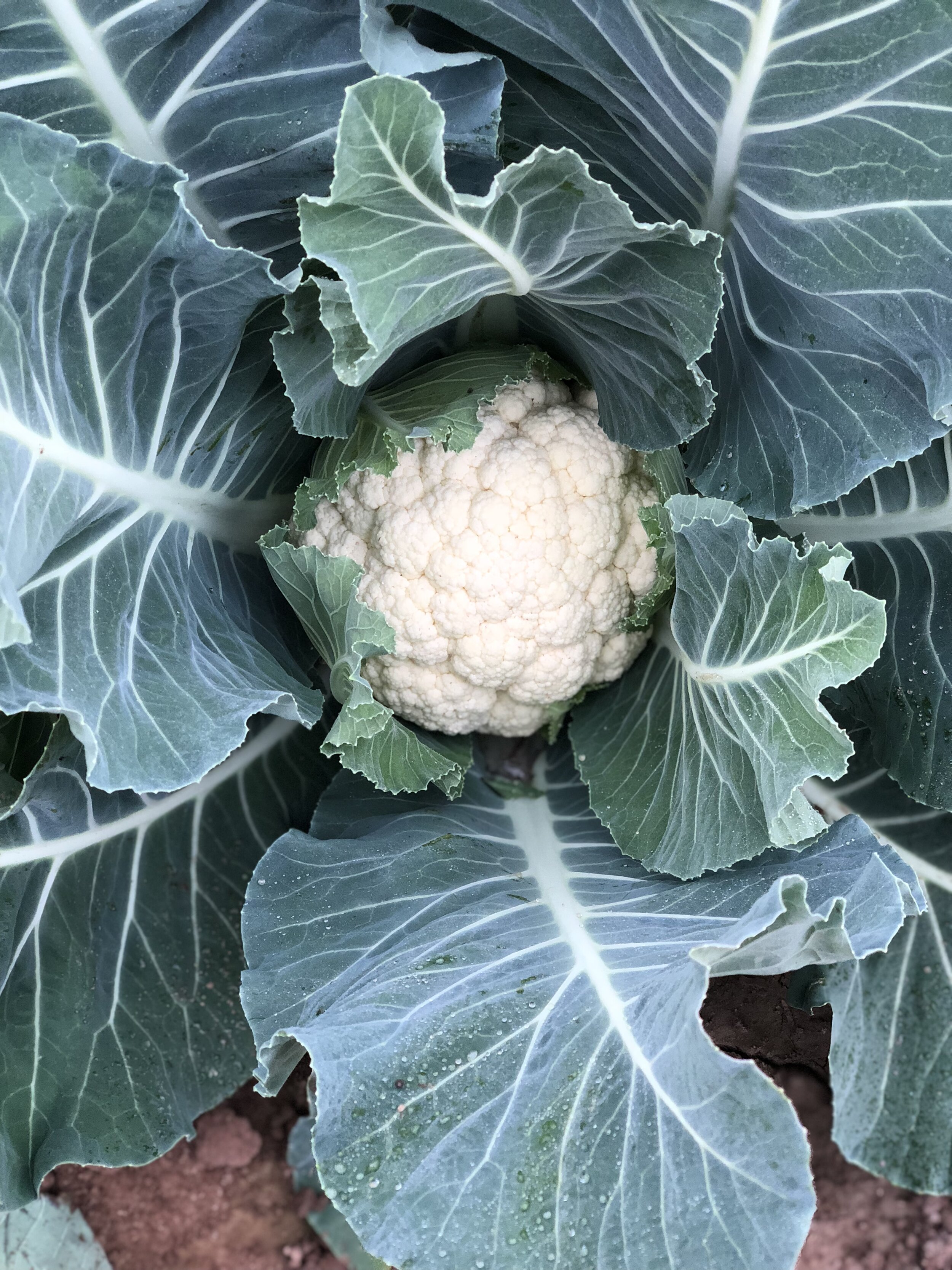 Cauliflower — Pacific International Marketing