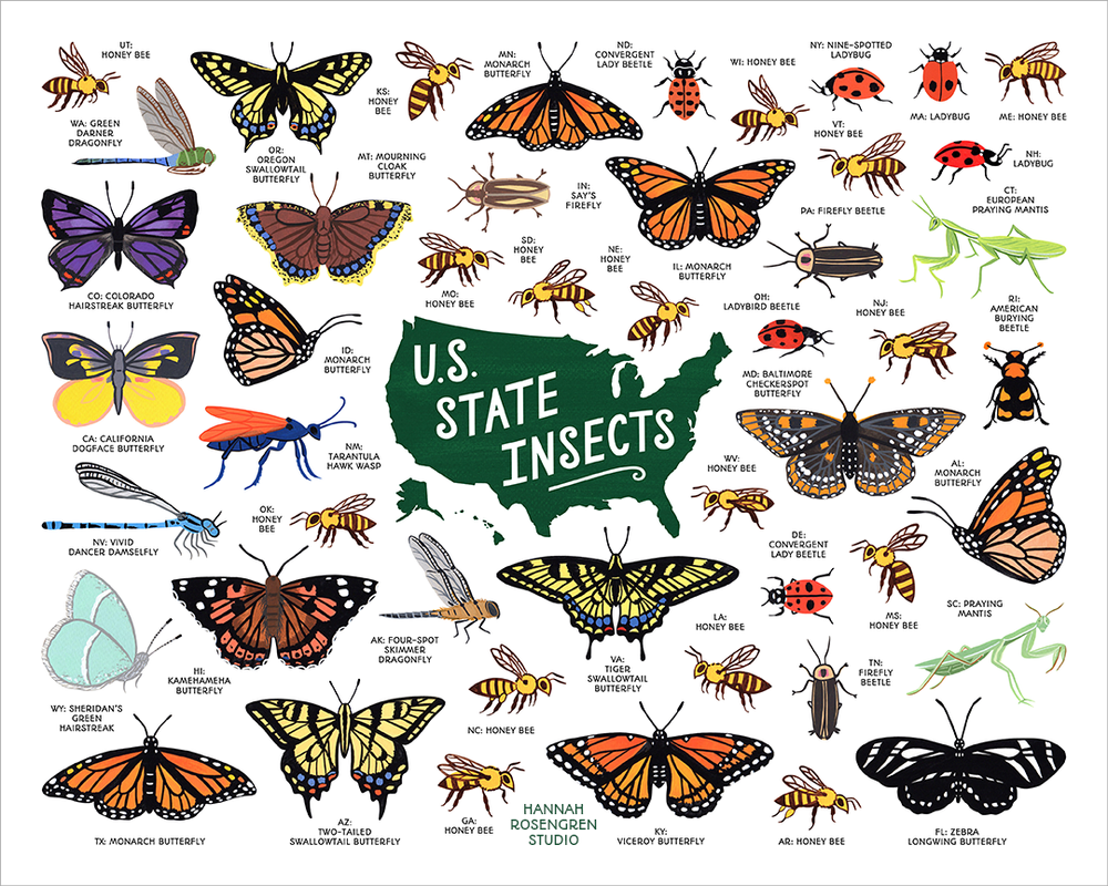 Insects Names A Z