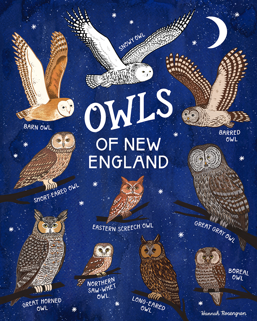Owls Of New England