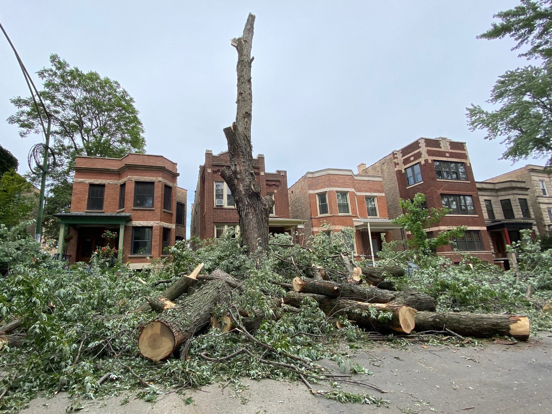 Please Don’t Destroy the Trees — lesley ames