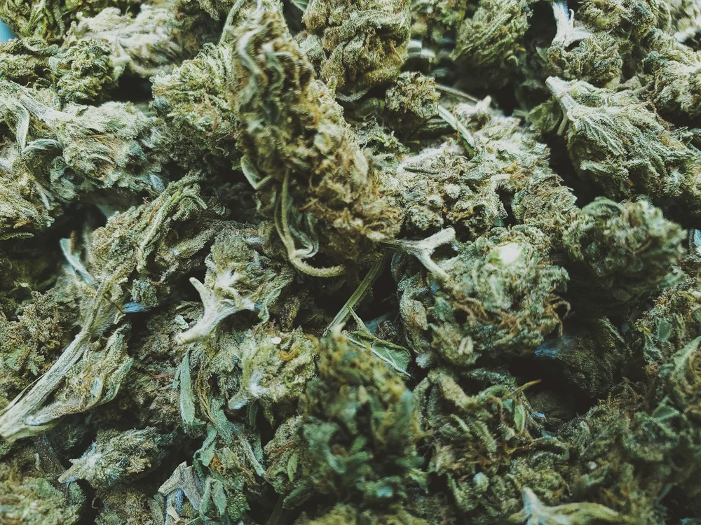 Is It Safe to Smoke Moldy Weed? Here's Why It's a Bad Idea