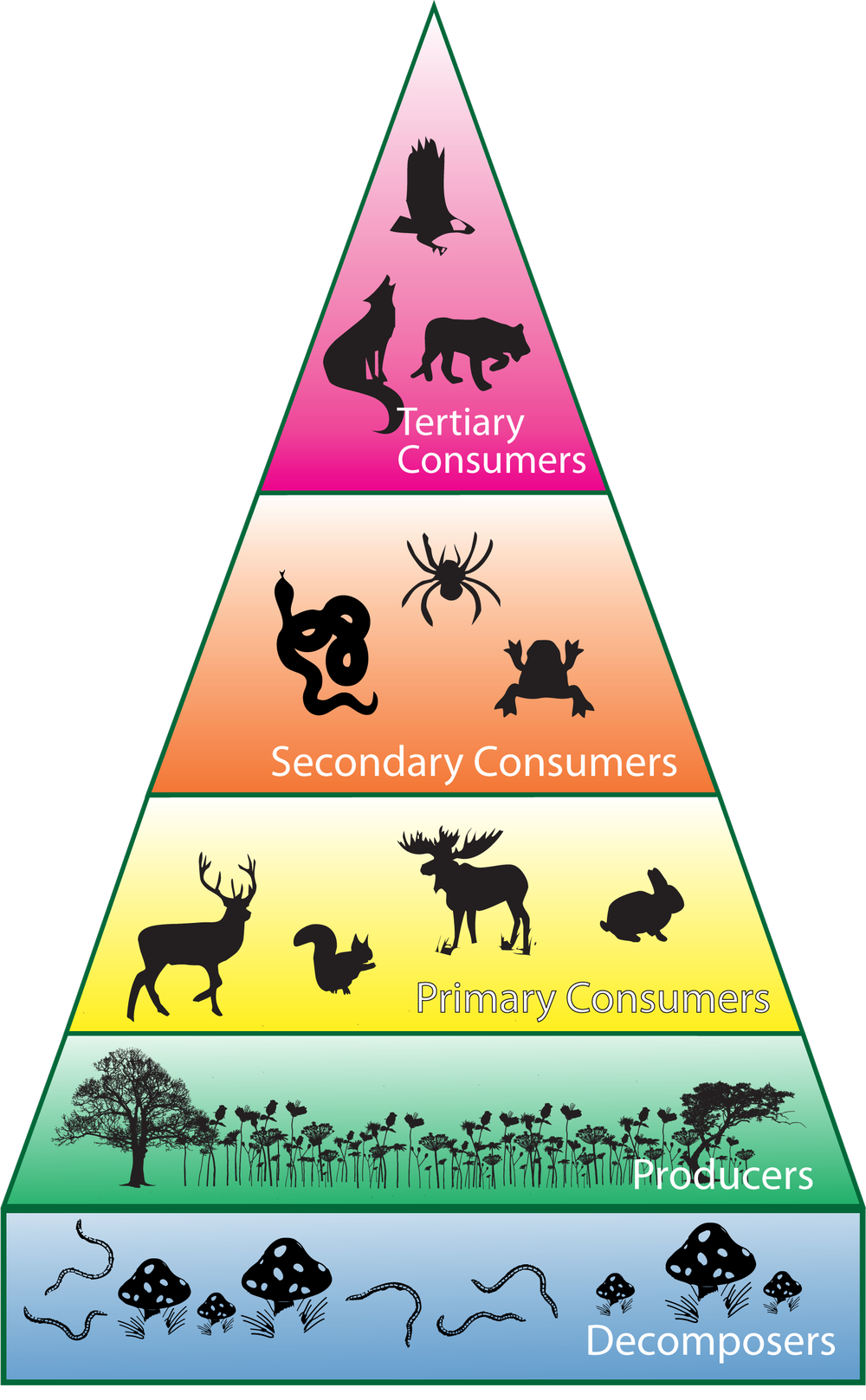 Food Chains and Trophic Cascades — Water Rocks!