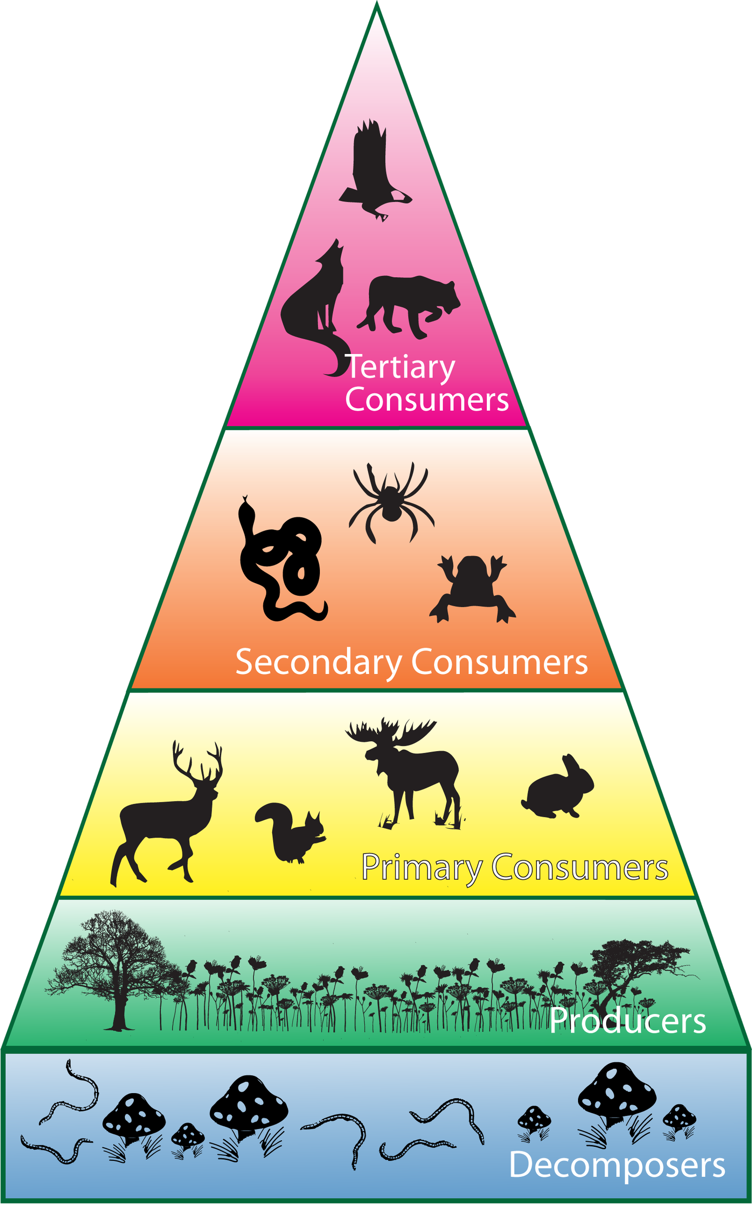 Food Chains and Trophic Cascades — Water Rocks!
