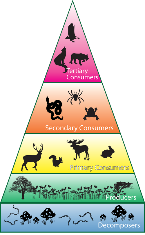 Food Chains and Trophic Cascades — Water Rocks!
